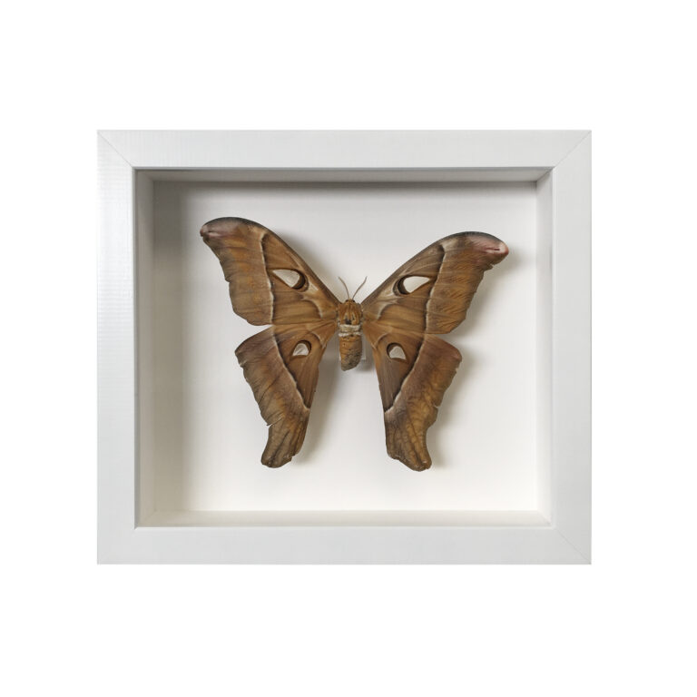 Custom Framing - Harrison Frames